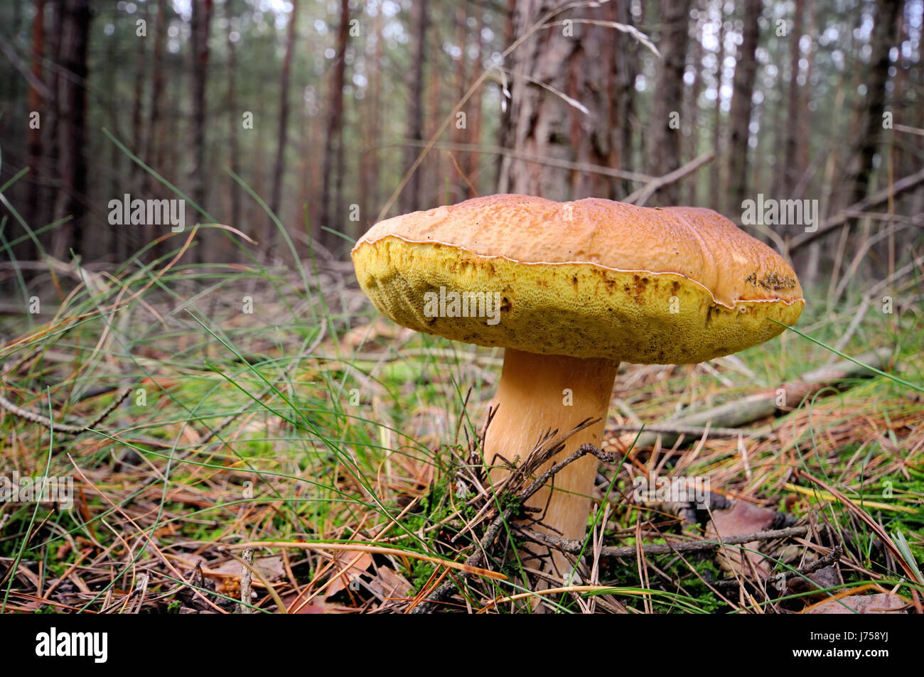 cep - cep 37 Stock Photo - Alamy