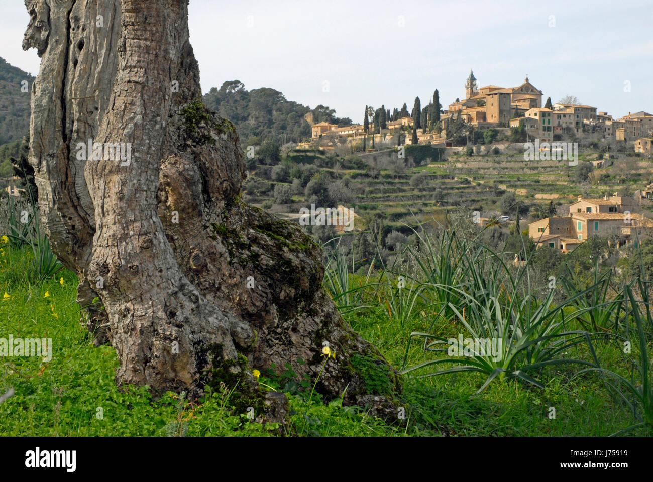 tree mallorca monastery city view convent mountain scenery countryside ...