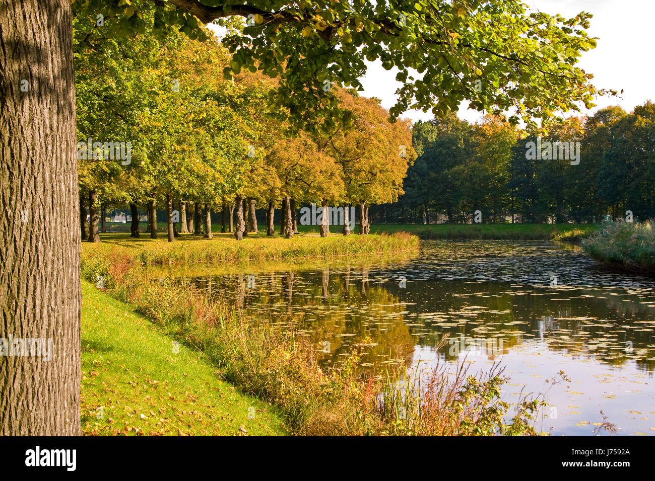 hanover seasons fall autumn tree trees park shine shines bright lucent ...