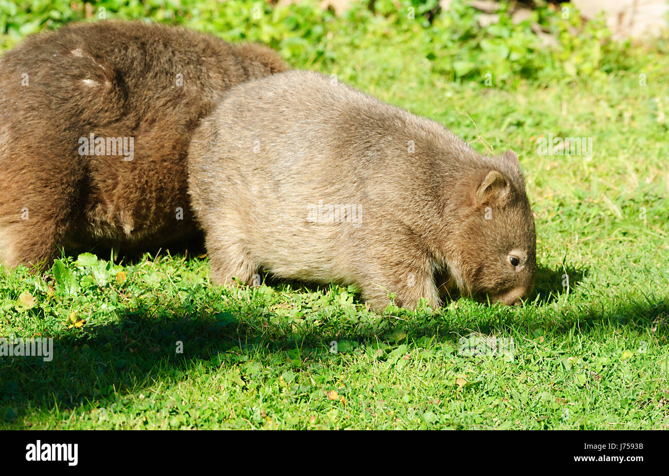 Wombat eating hi-res stock photography and images - Alamy