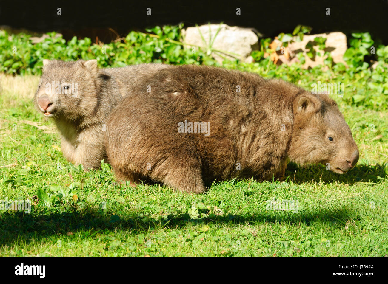 Vombatus ursinus adult and juvenile hi-res stock photography and images ...