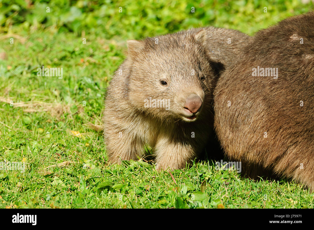 Common Wombat