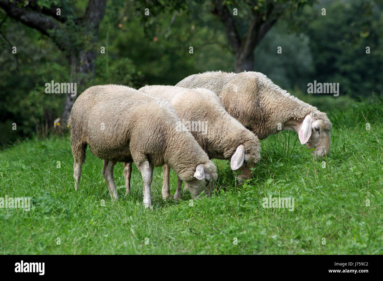 tree hunger summer summerly sheep to gorge engulf devour sheep (pl ...