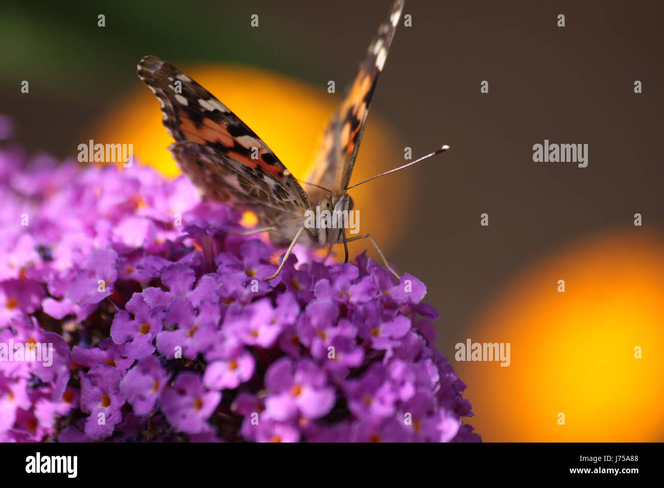 animal insect butterfly moth animal insect butterfly coloured colourful ...