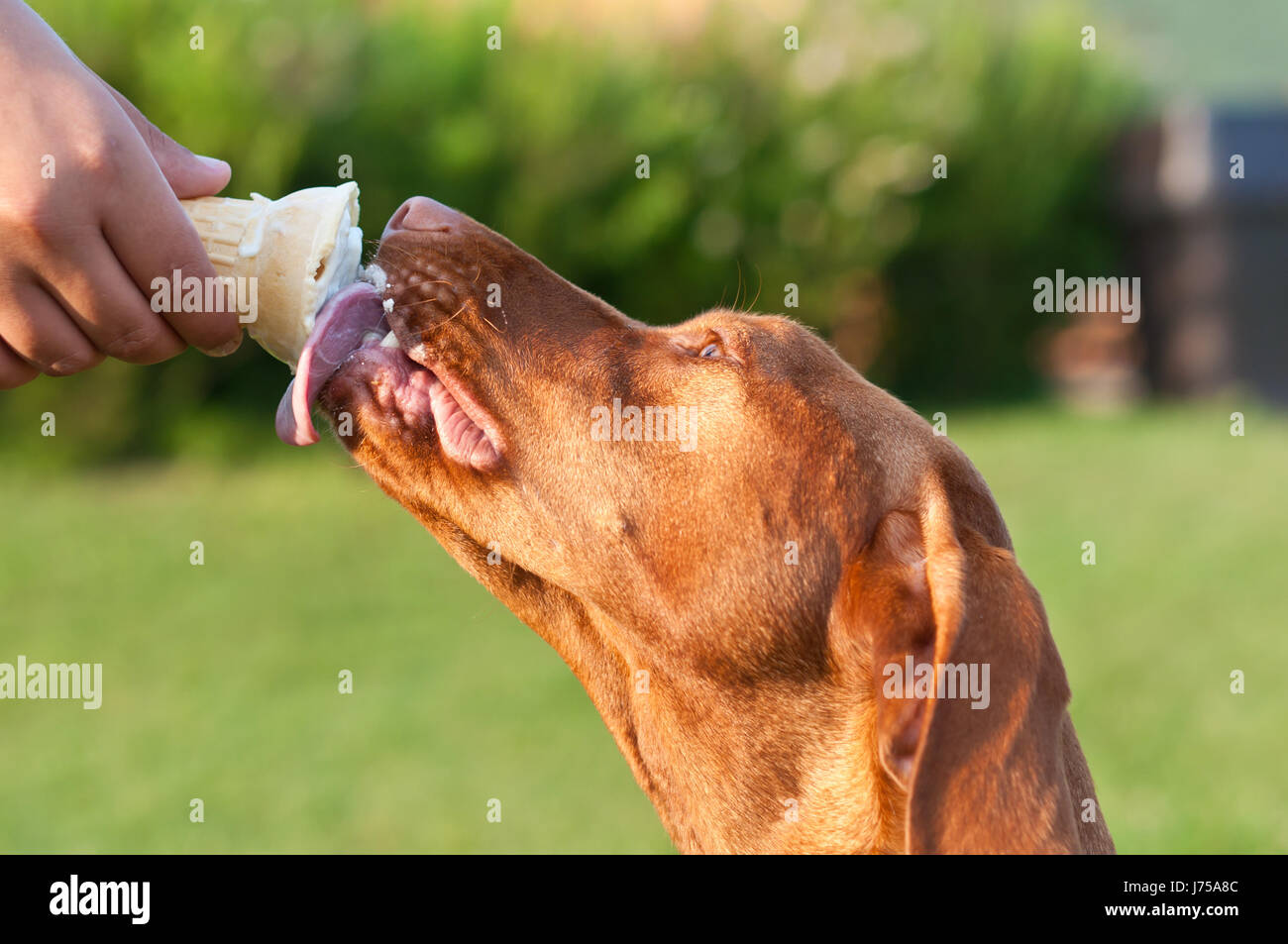 dog eating eat eats animal pointer dog day during the day photograph ...