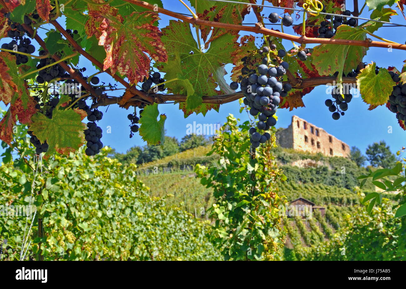 vineyard ruin vine grape vine grape-vine scenery countryside nature ...
