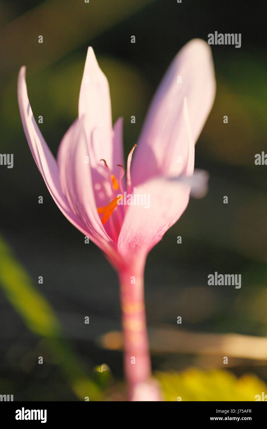 shine shines bright lucent light serene luminous flower plant bloom ...