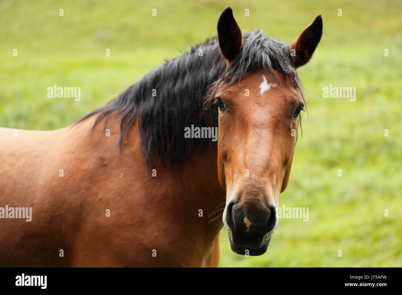 horse animal curious nosey nosy portrait sight view outlook perspective ...