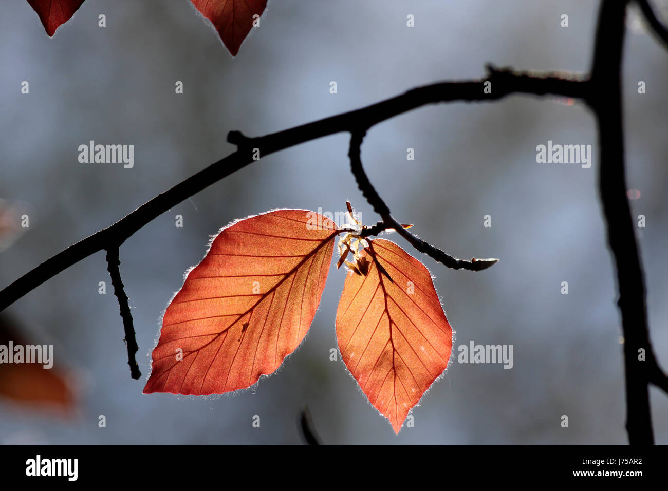 leaf leaves beech autumn leaves copper-beech red fall autumn blutbuche ...