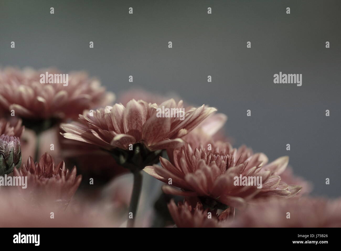 flower plant green bloom blossom flourish flourishing leaves flora ...