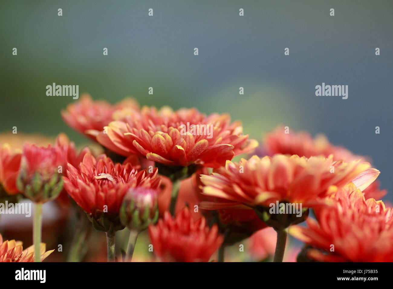 flower plant green bloom blossom flourish flourishing leaves flora ...