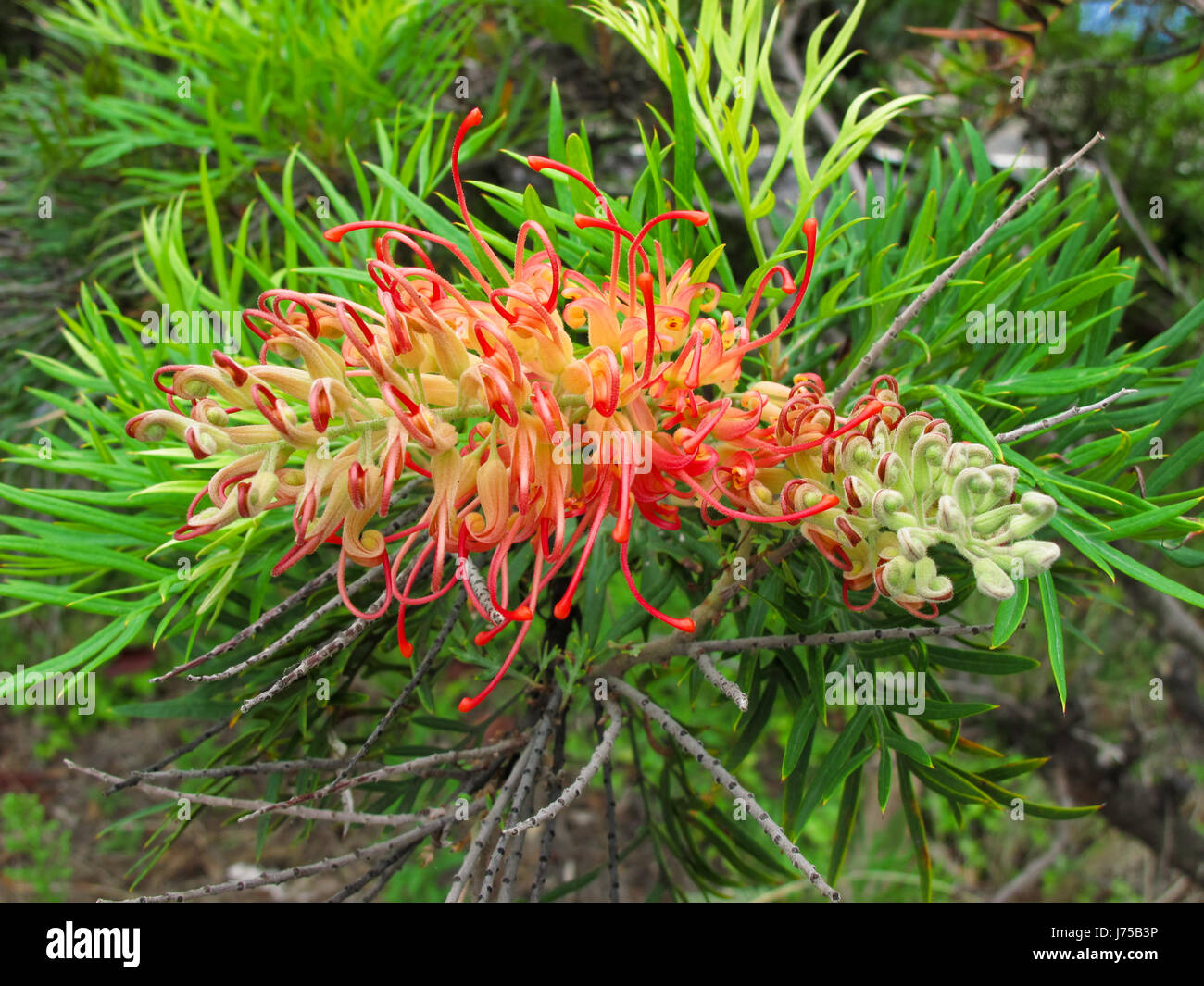 garden flower plant bloom blossom flourish flourishing flora botany ...
