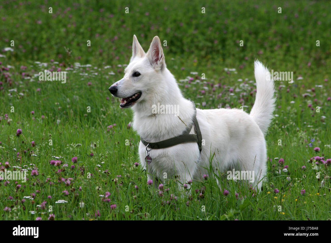 pet watchful dog walk german sheperd german sheperd dog runout meadow ...