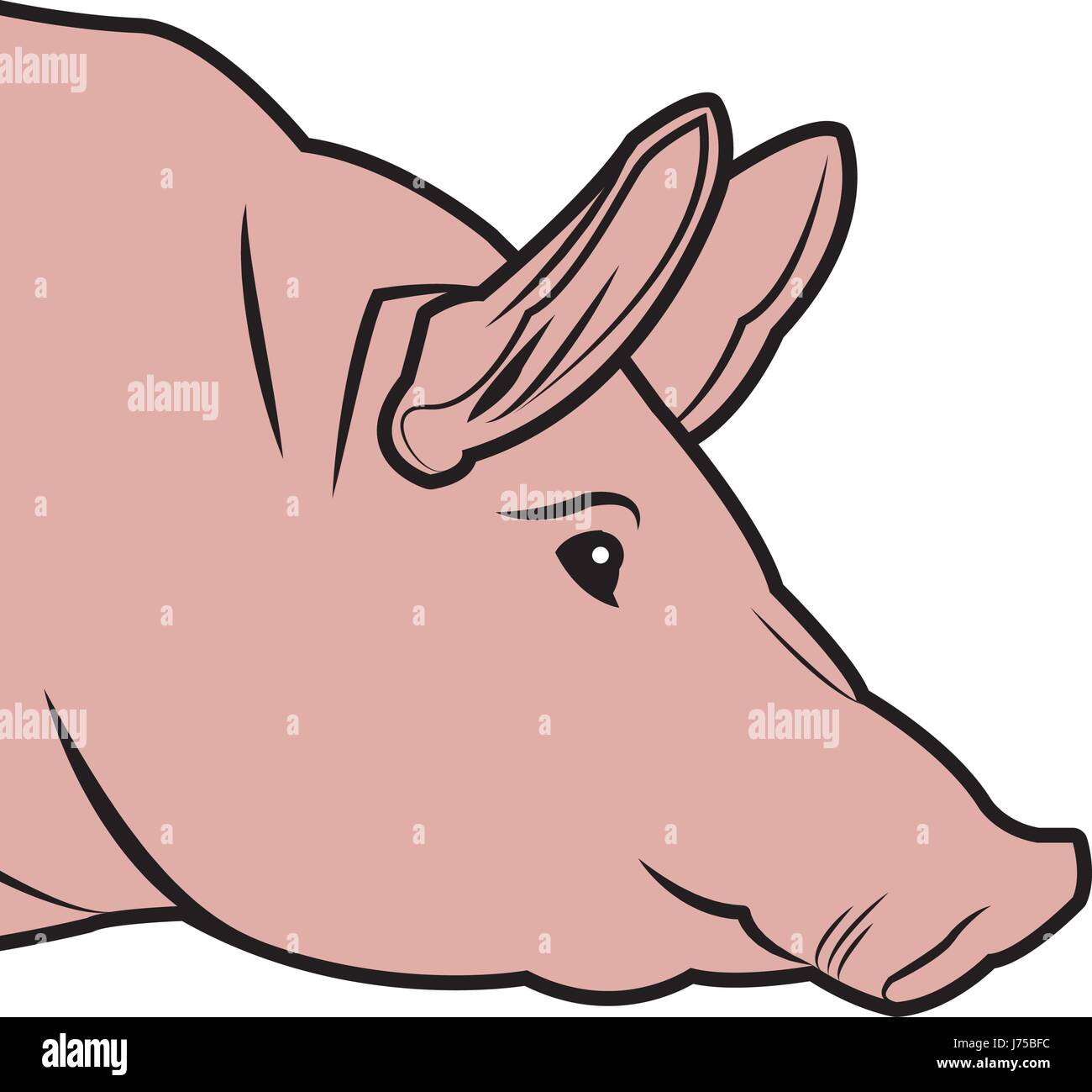 Pig Head Illustration High Resolution Stock Photography and Images - Alamy