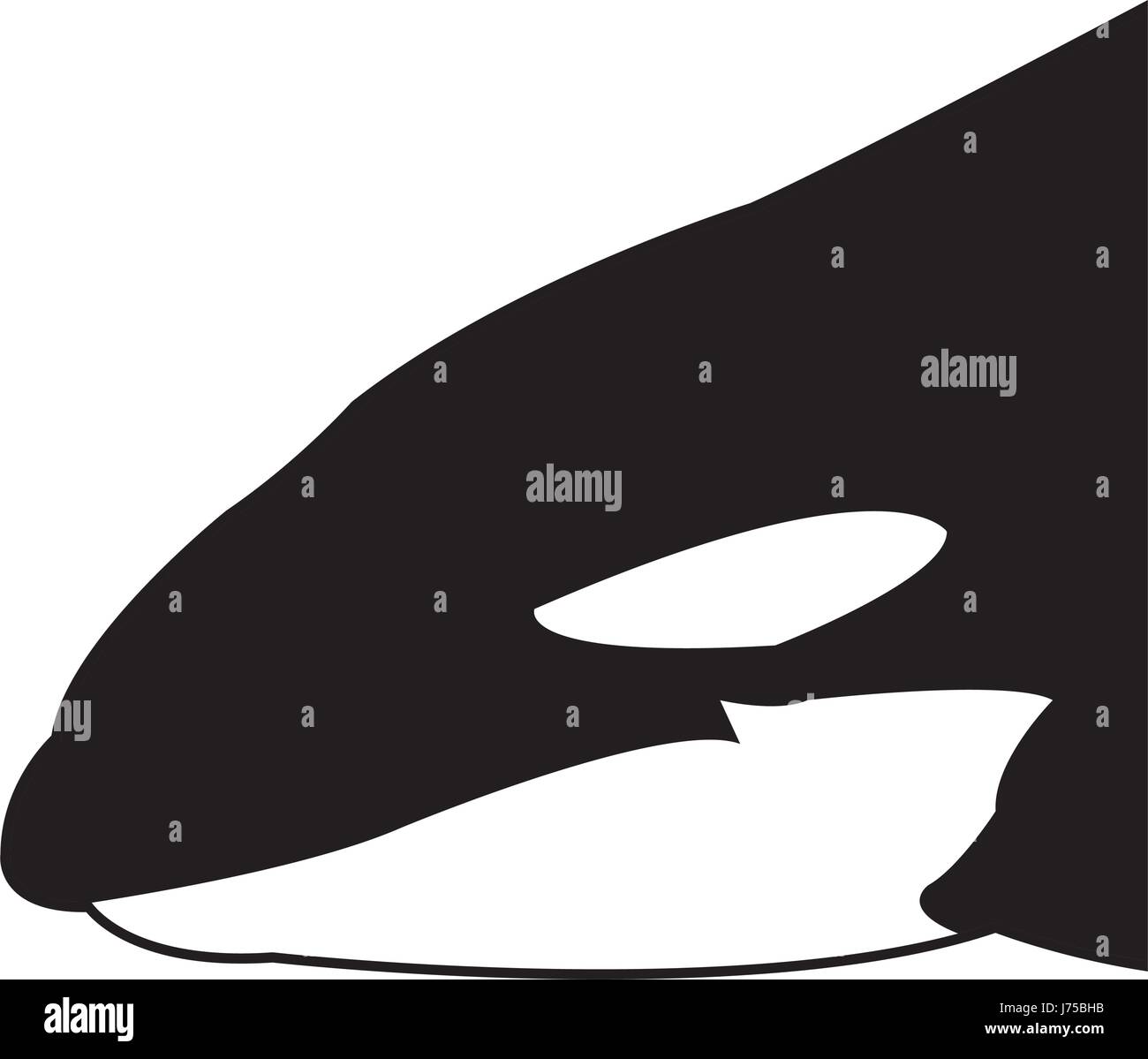 Killer whale orca seaworld Stock Vector Images - Alamy