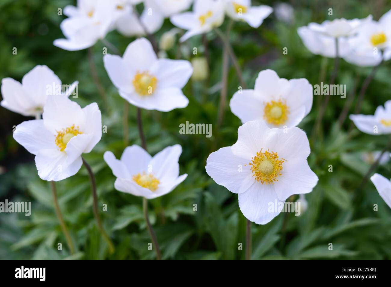 Anemone - white spring flowers grow in the garden Stock Photo - Alamy