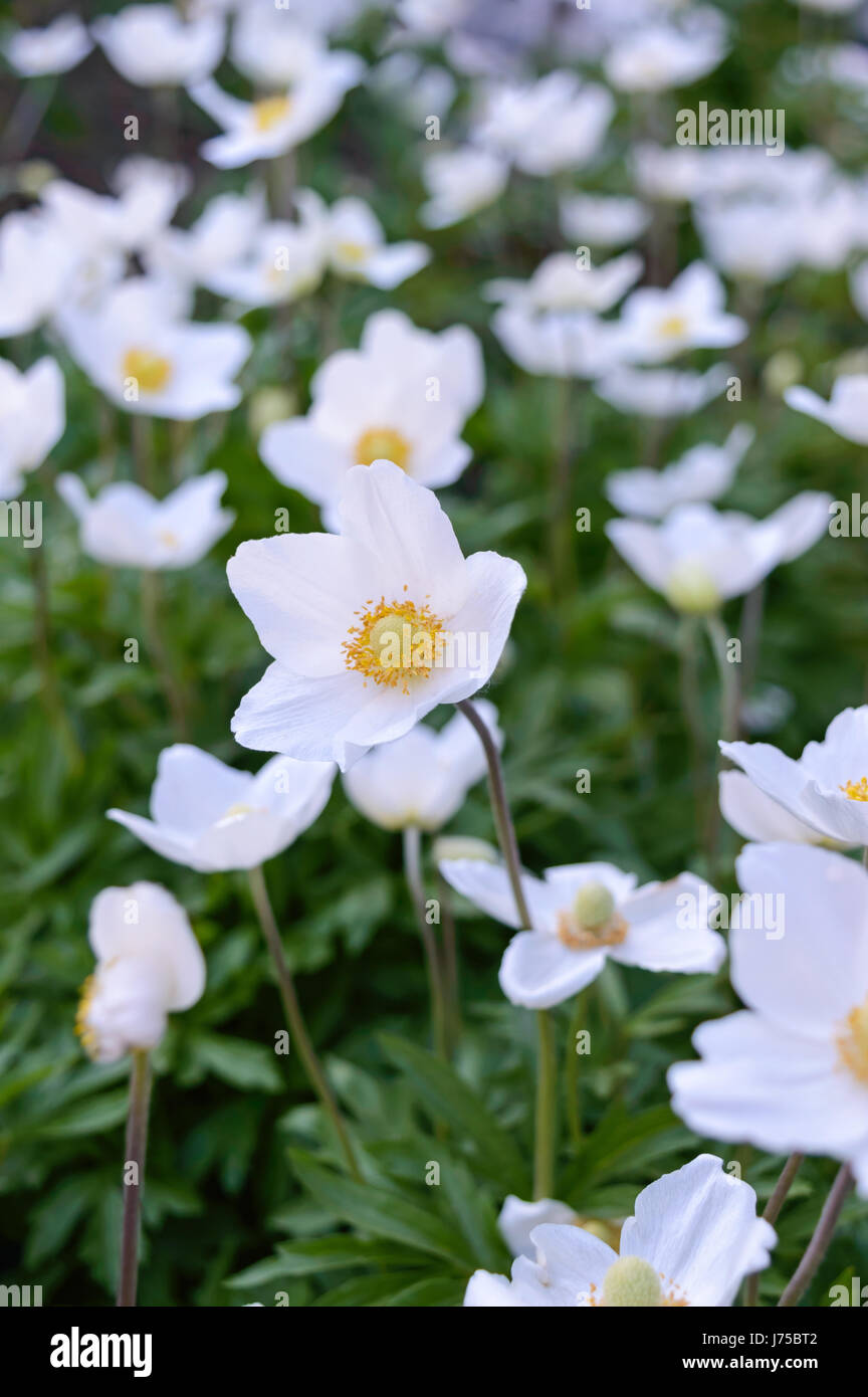 Anemone canadensis hi-res stock photography and images - Alamy