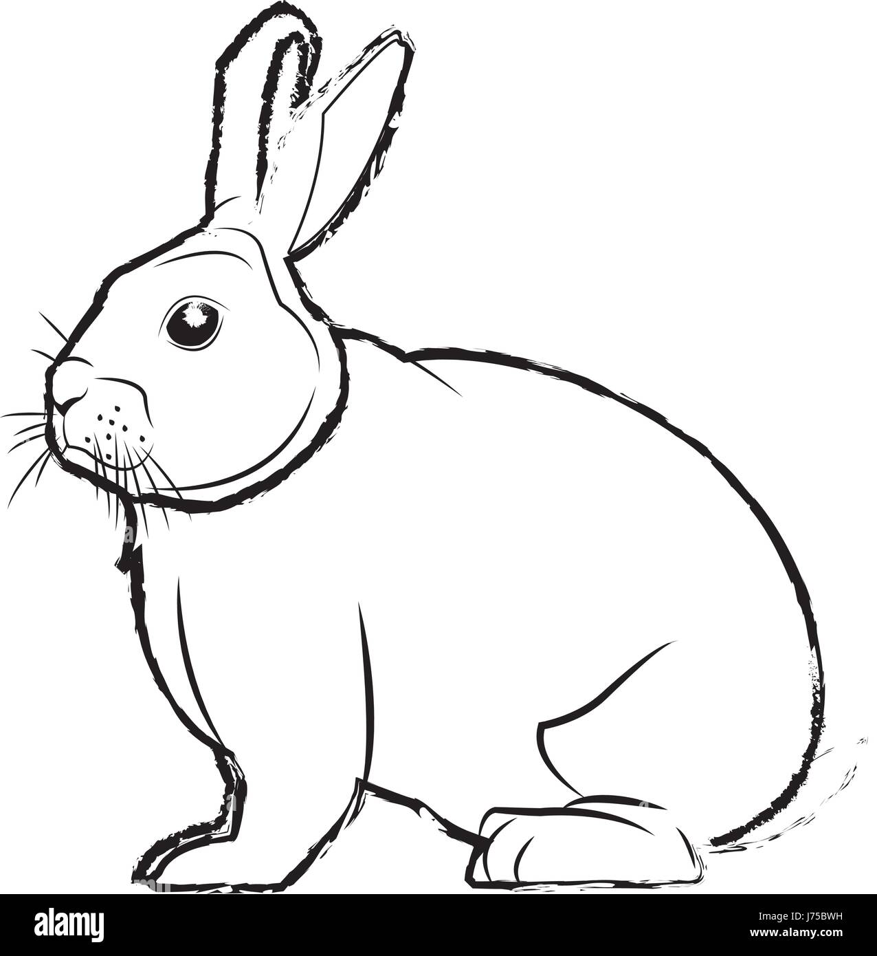 wild rabbit nature rodent farm image Stock Vector Image & Art - Alamy