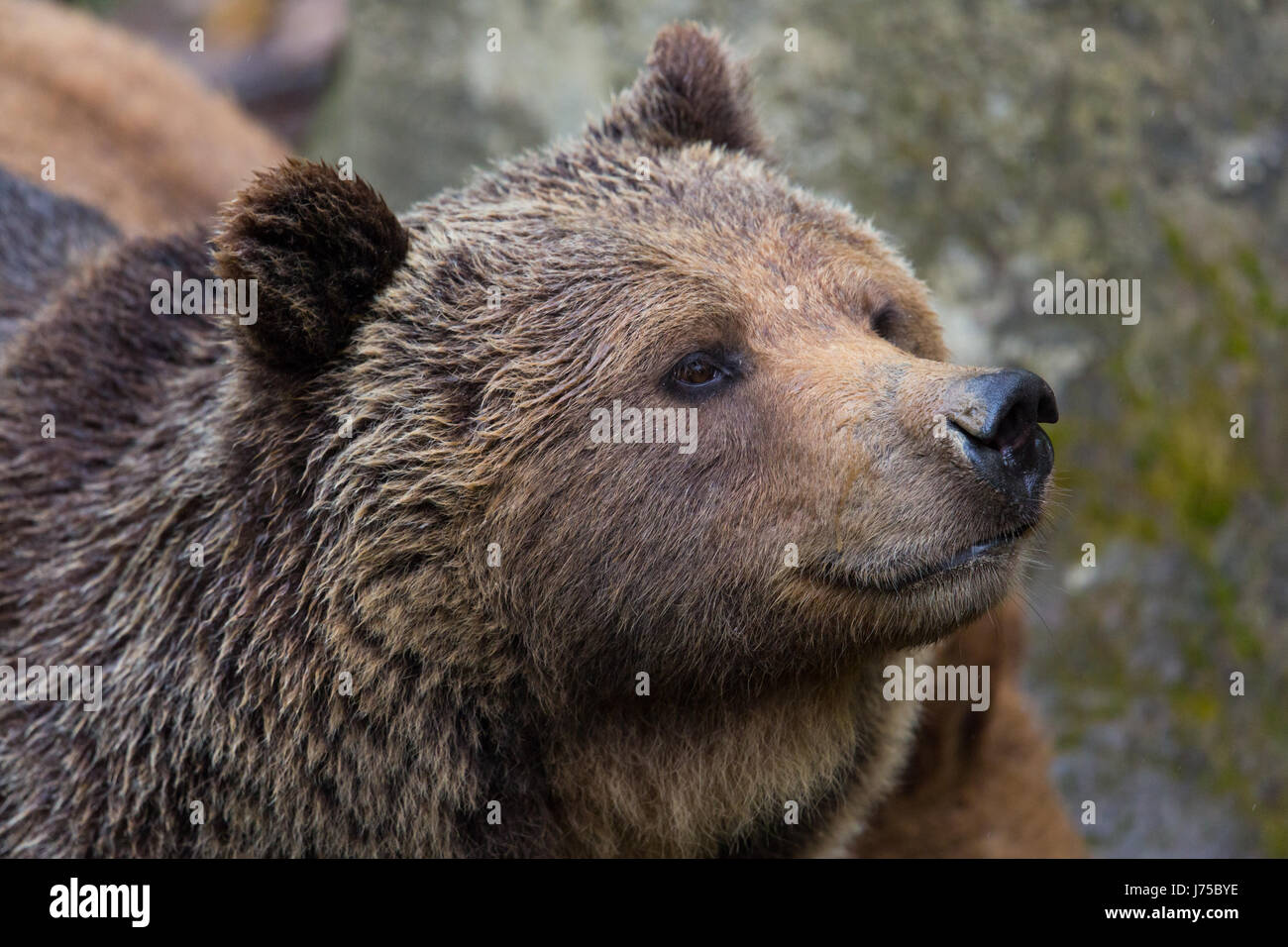 detailed side view portrait of natural brown bear Stock Photo - Alamy