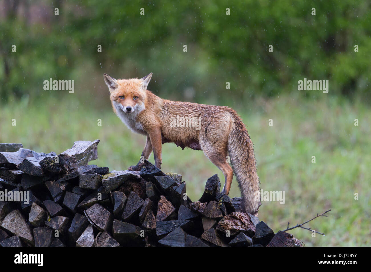 natural female red fox (vulpes vulpes) standing on wood pile in rain ...