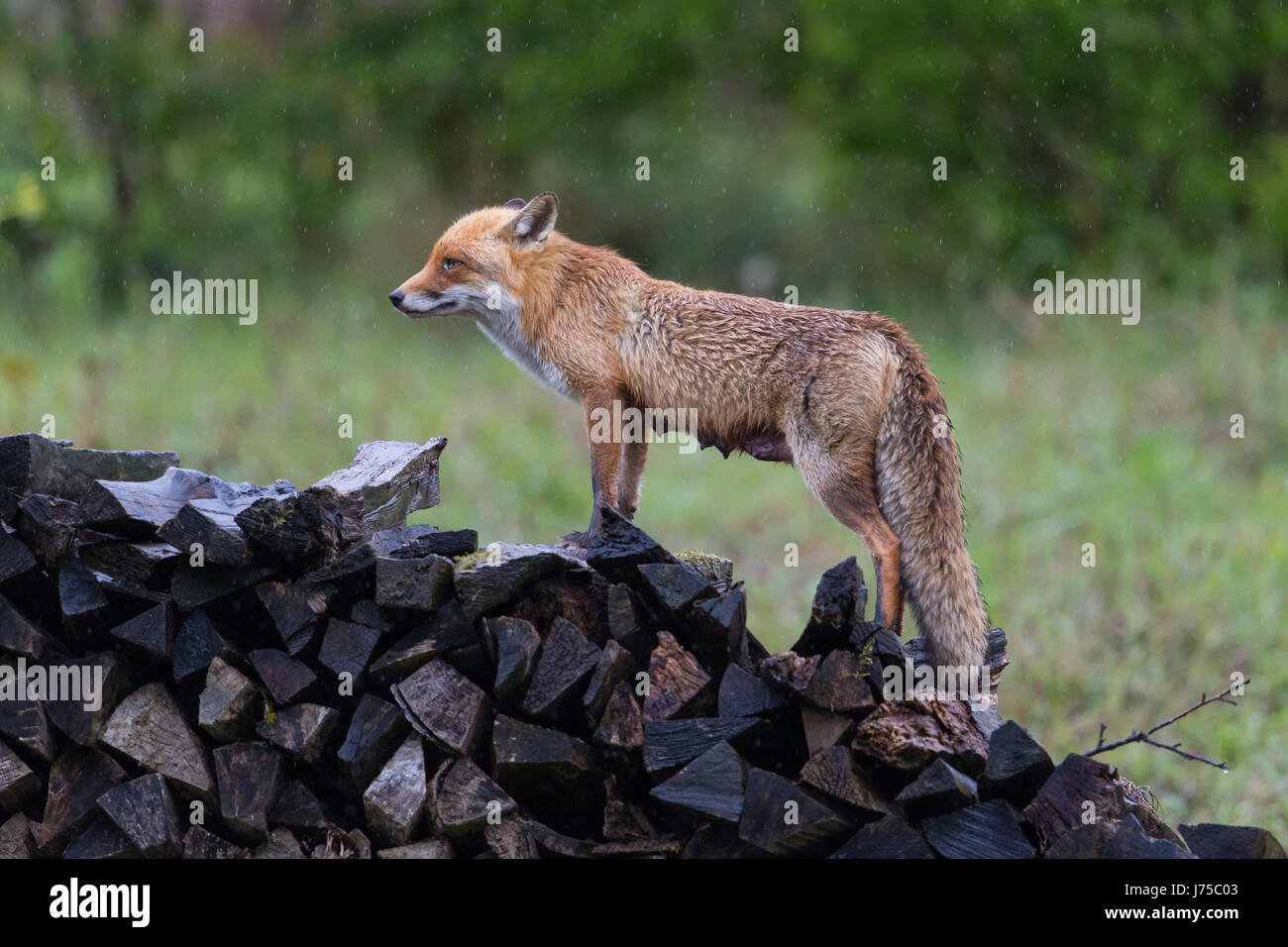 natural female red fox (vulpes vulpes) standing on wood pile in rain ...