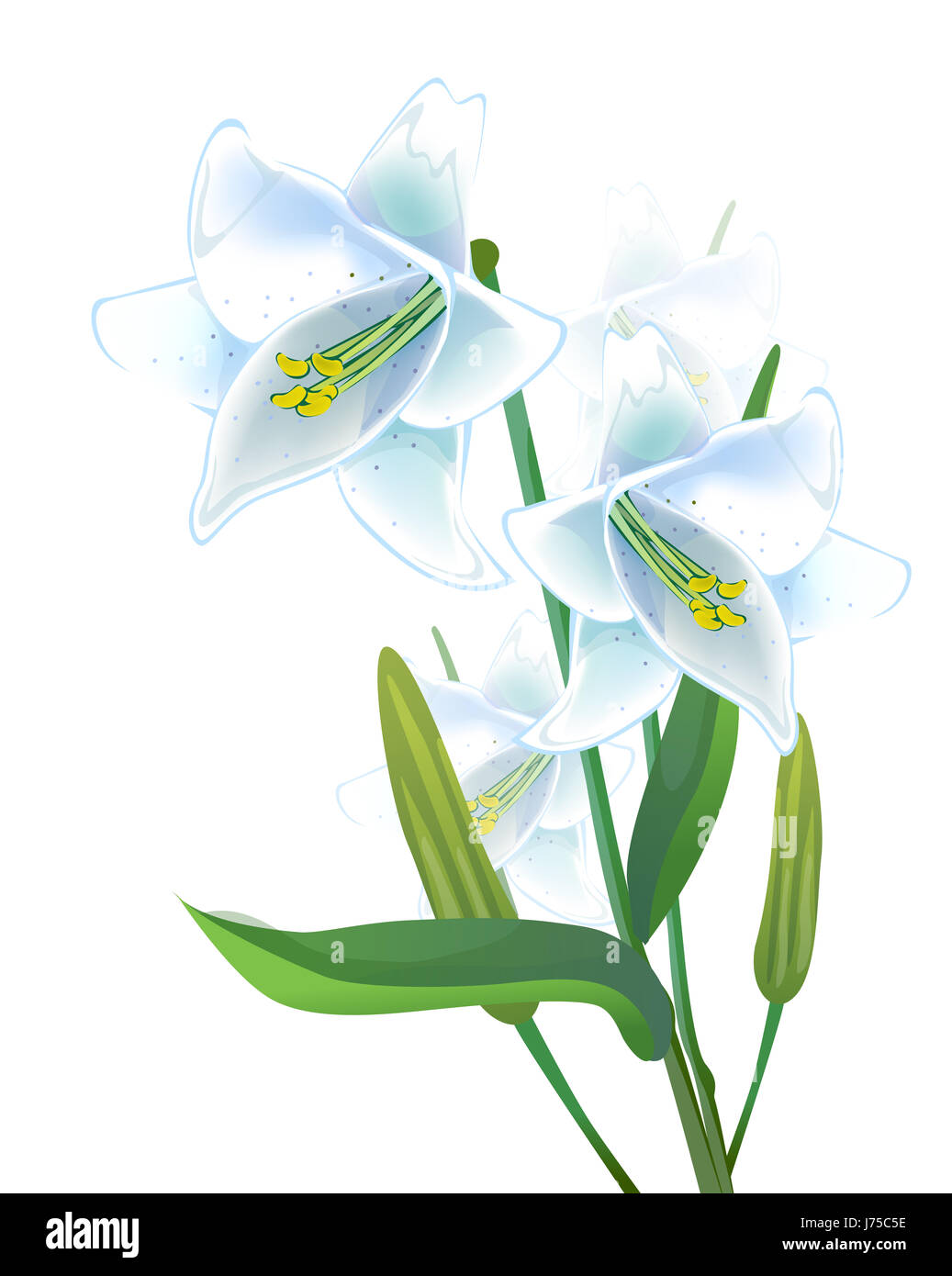 flower plant wedding marriage marriage ceremony wedding ceremony life ...