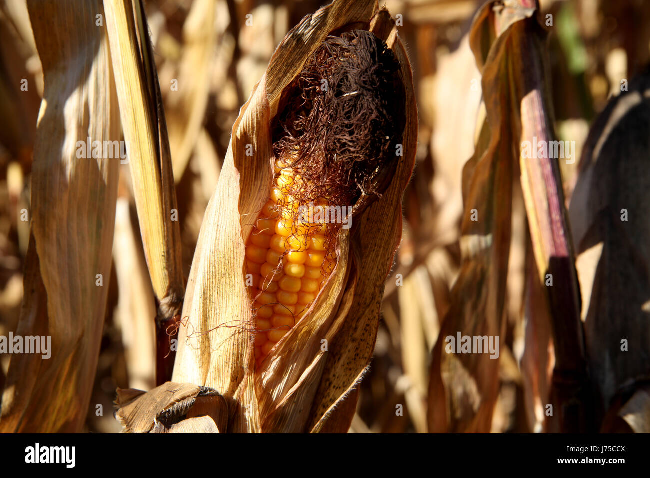 Fodder bar hi-res stock photography and images - Alamy