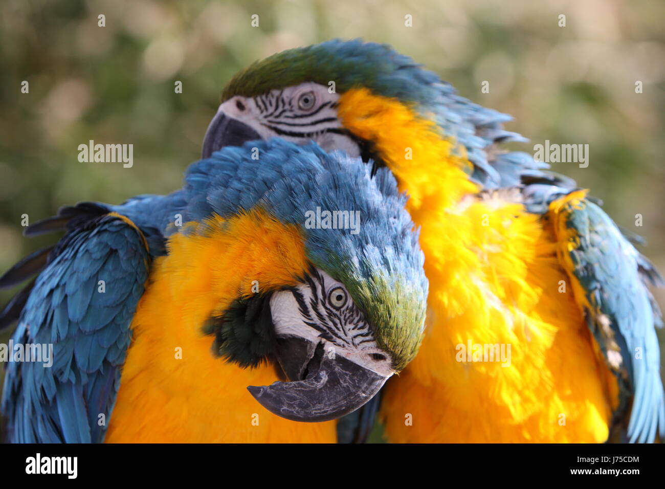 Voliere ara hi-res stock photography and images - Alamy