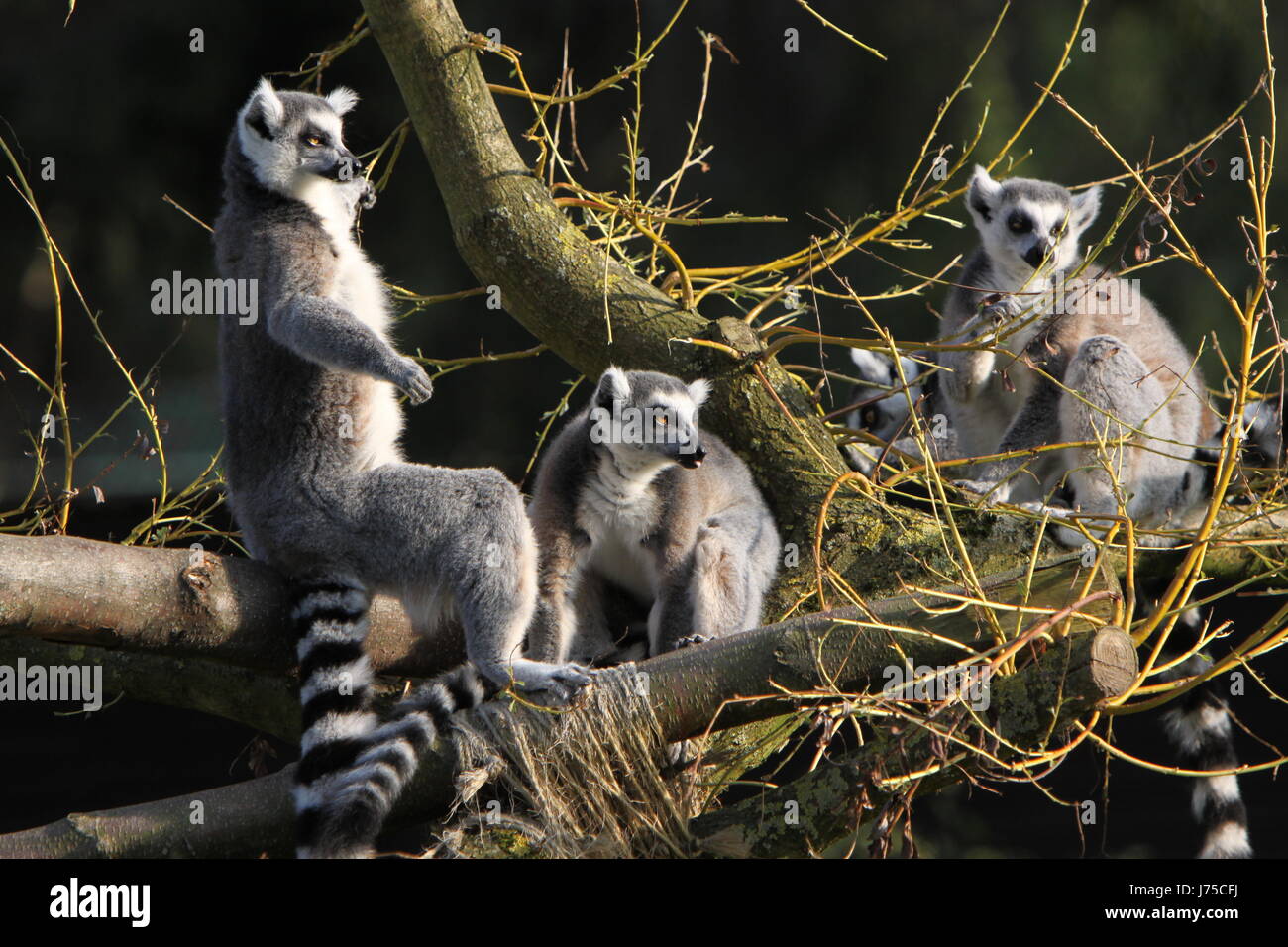 Kattas lemuren hi-res stock photography and images - Alamy