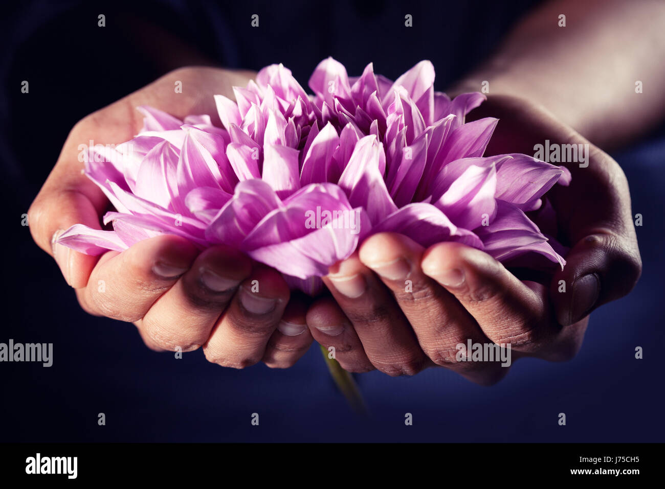 black hand with flower Stock Photo - Alamy