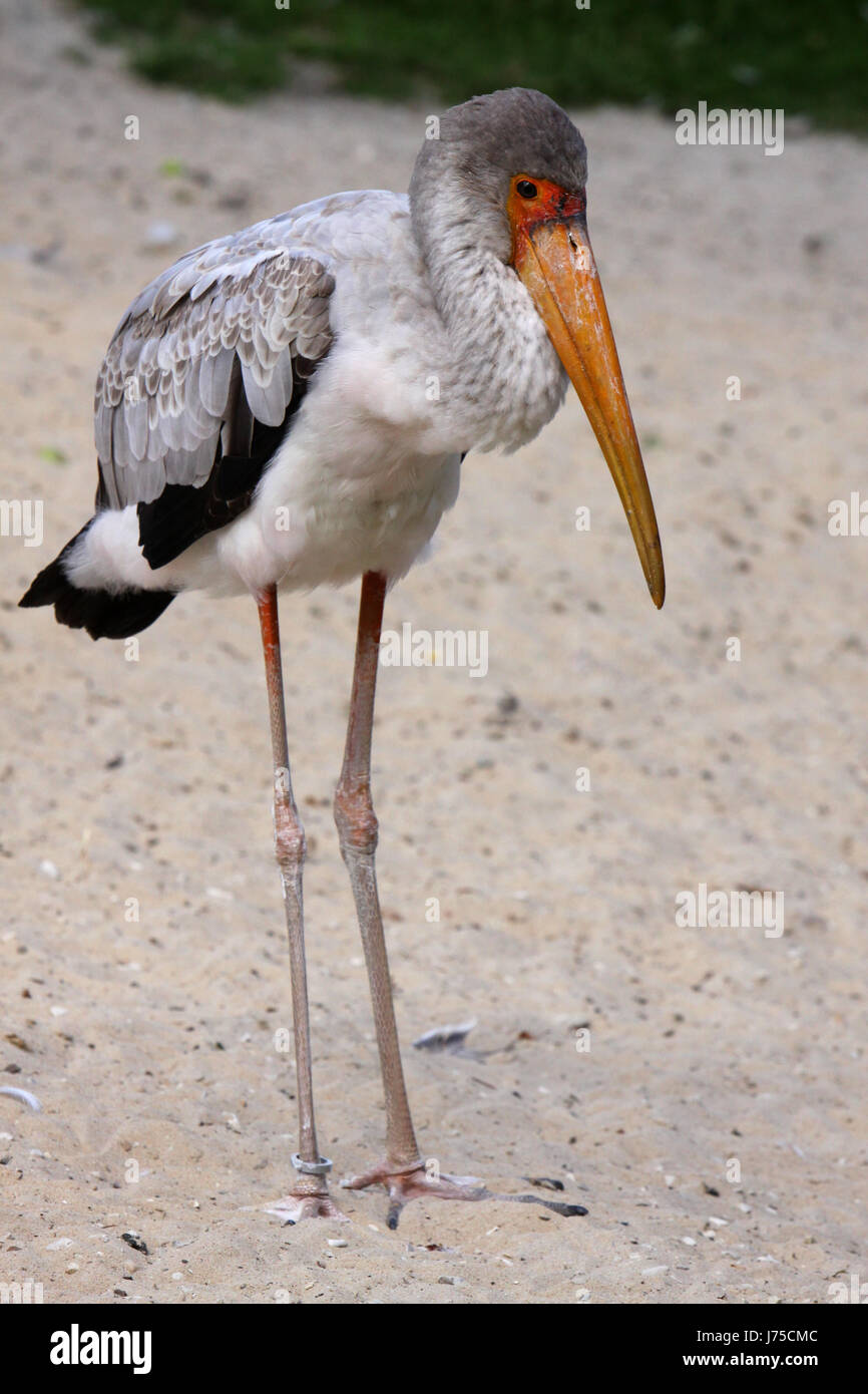 bird birds young animal ibis young younger animal bird africa birds ...