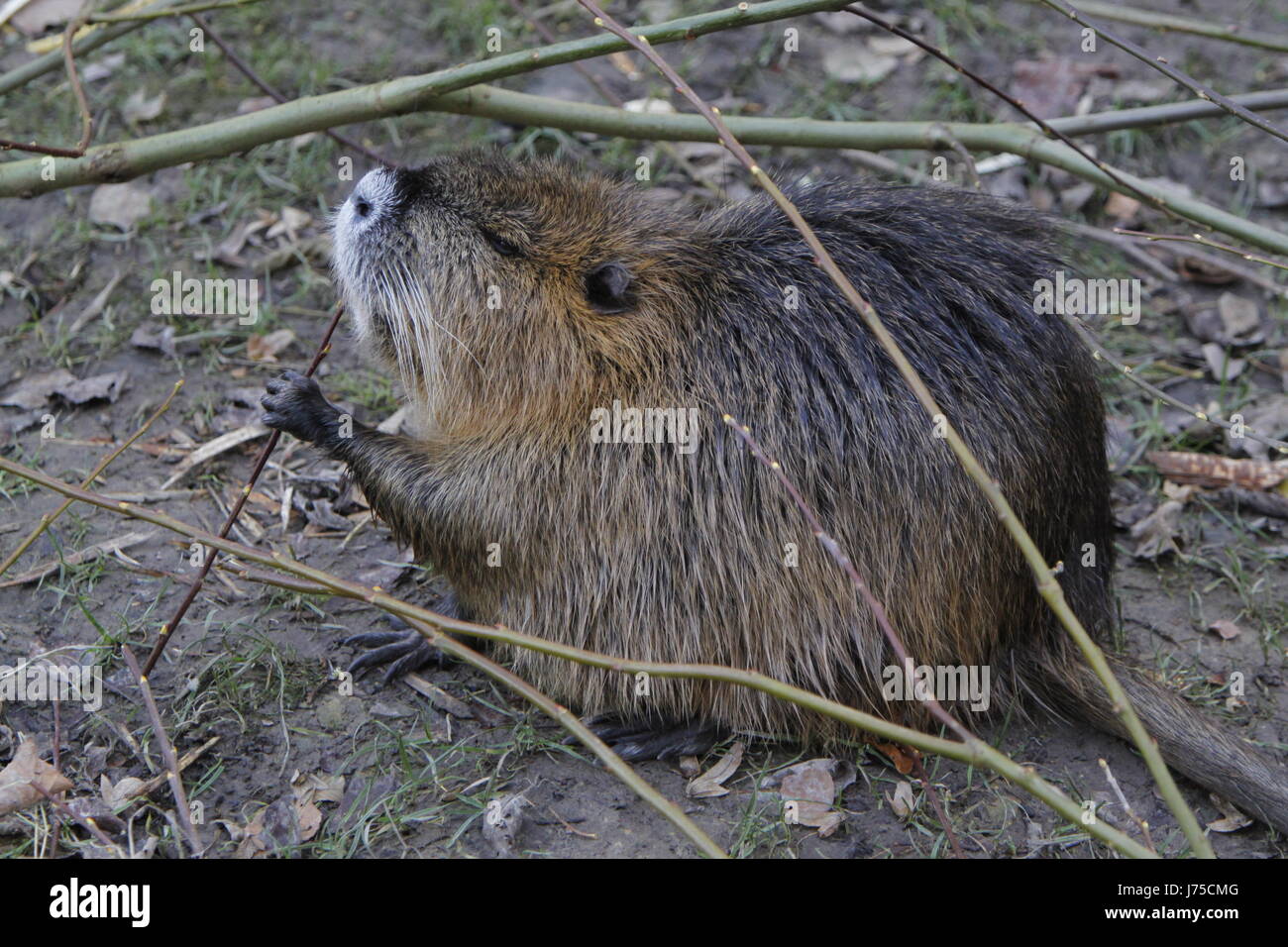 animal rodent skin wet water rat nutria myocastor coypus biberrratte ...