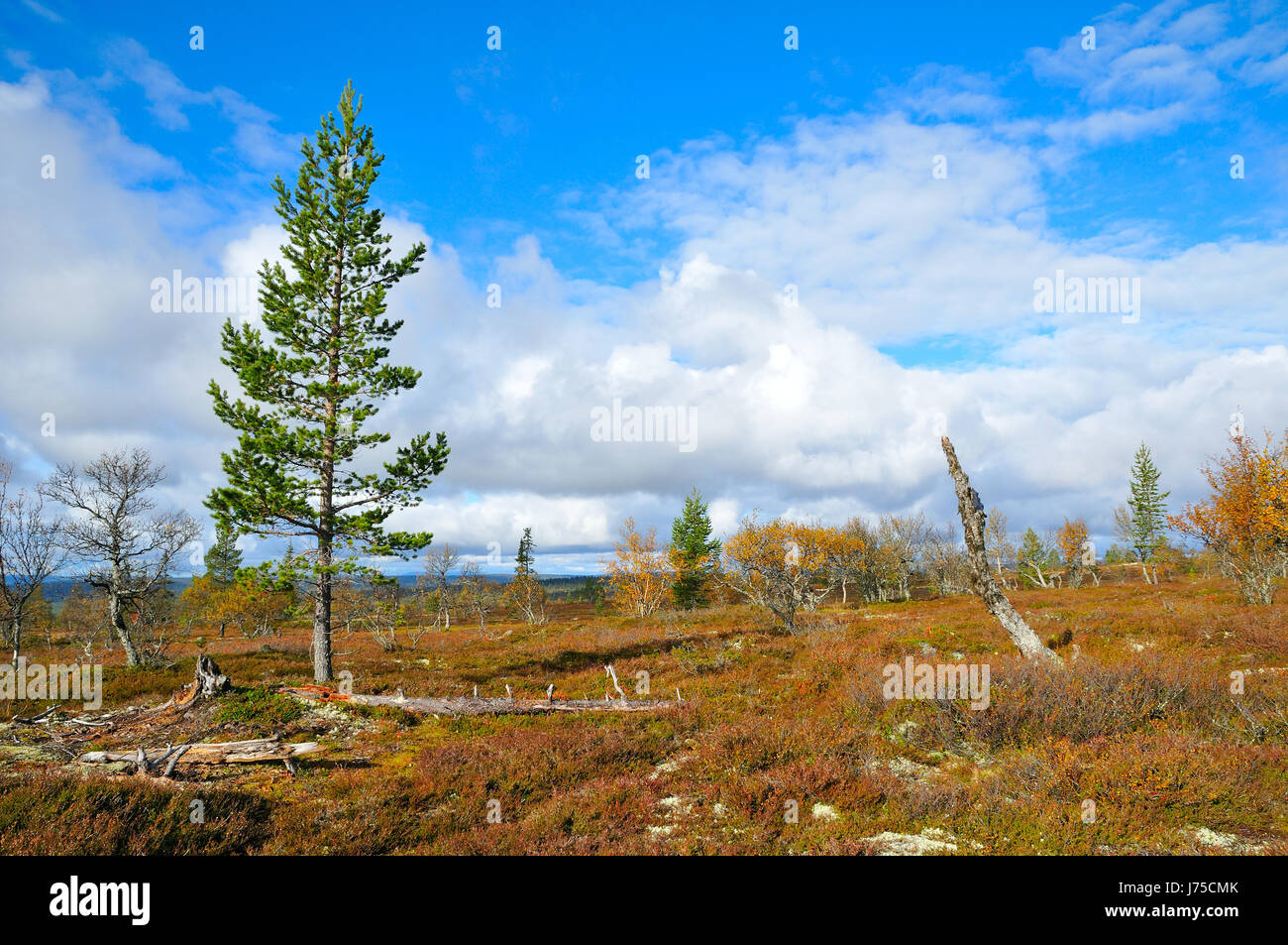 sweden fir sunshine birch tundra plateau fall autumn holiday vacation ...