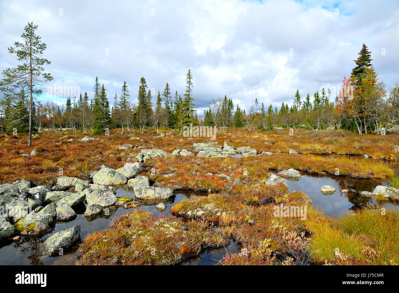 sweden fir sunshine fresh water pond water birch tundra plateau fall ...