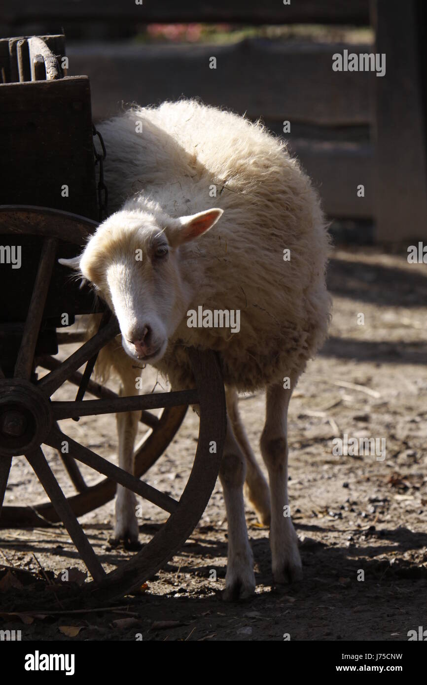 pet sheep sheep farming wool livestock farm animal stock farming pet ...