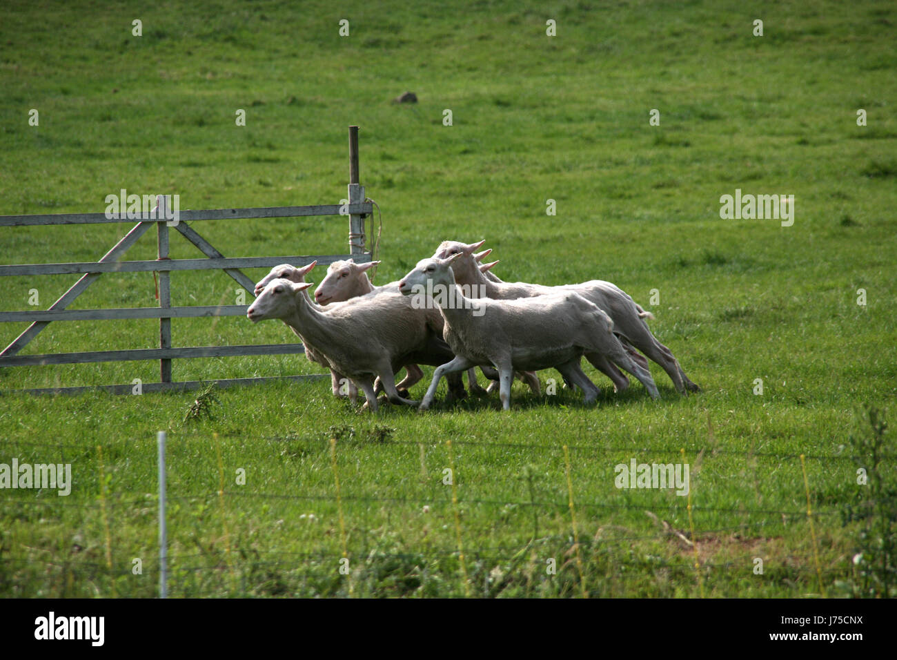 gate herd flock of sheep sheep (pl.) sheep-run mammal sheep farming ...