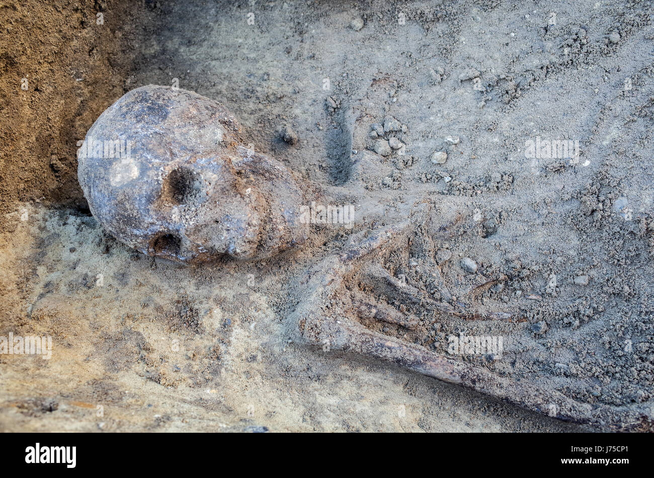 Archaeological excavation with skeletons and skulls still half buried ...