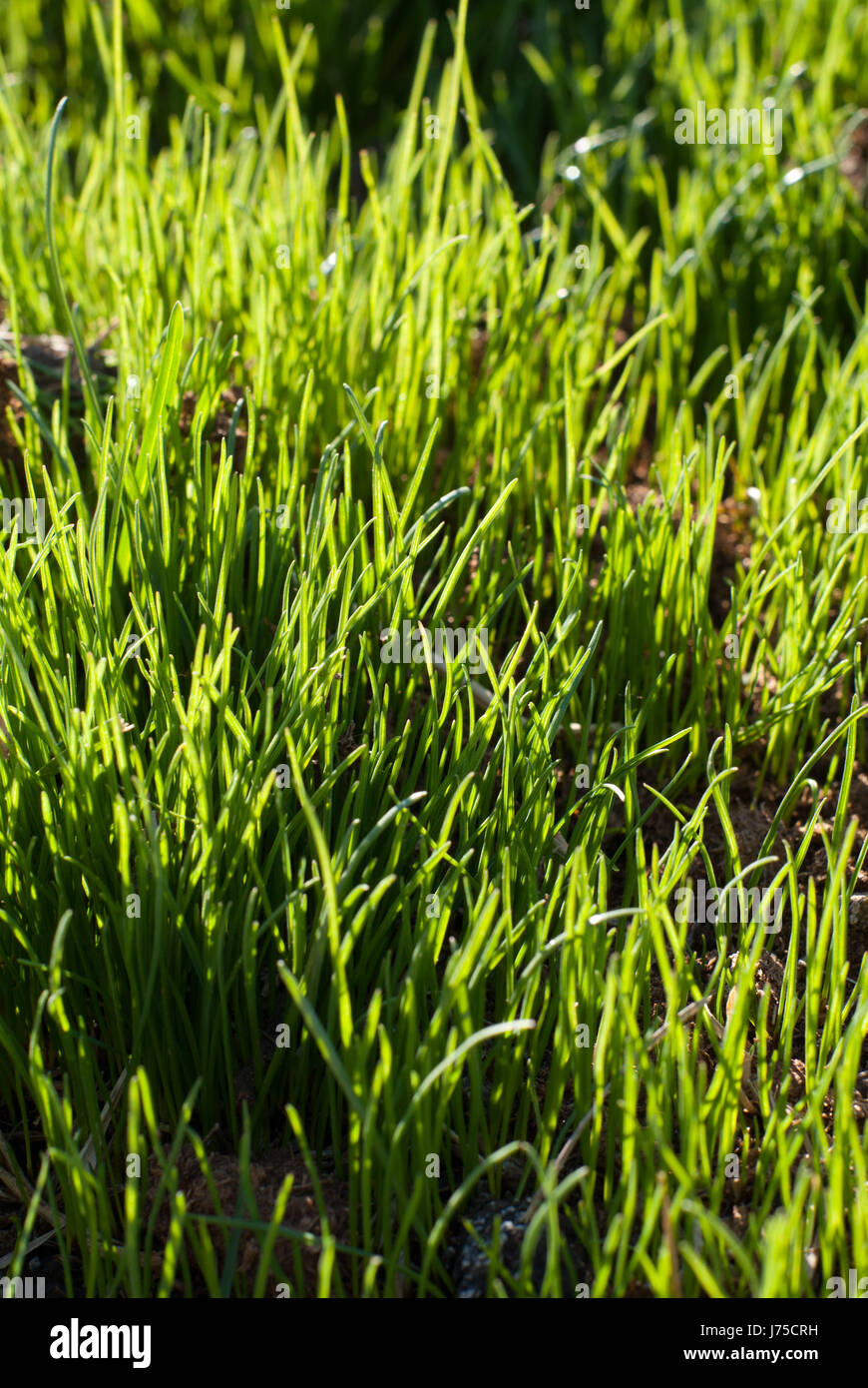 Grass seed germinating lawn hi-res stock photography and images - Alamy