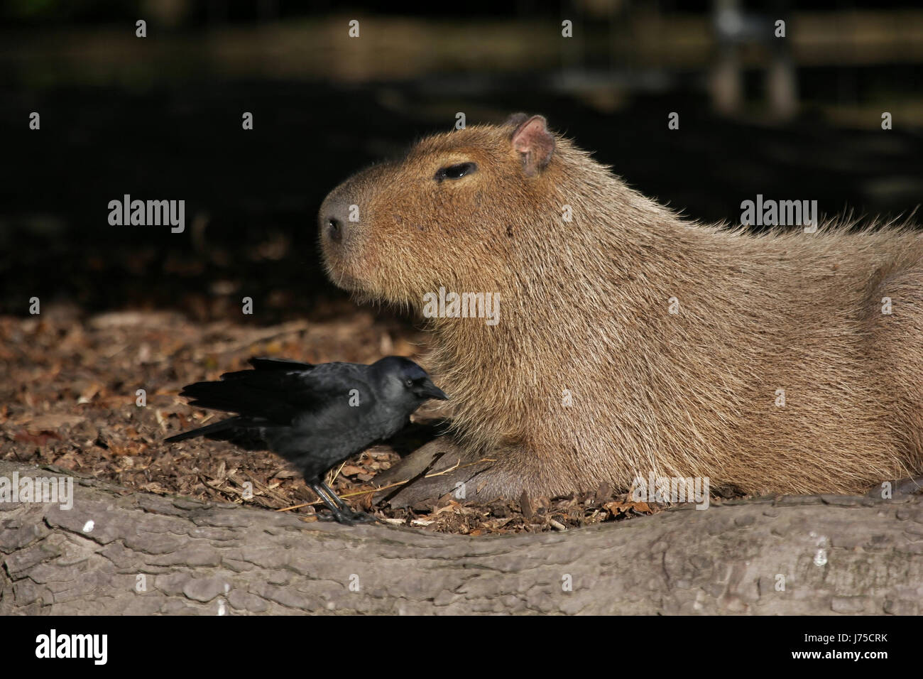 mammal bird swamp birds rodent daw mammal bird swamp birds rodent south ...