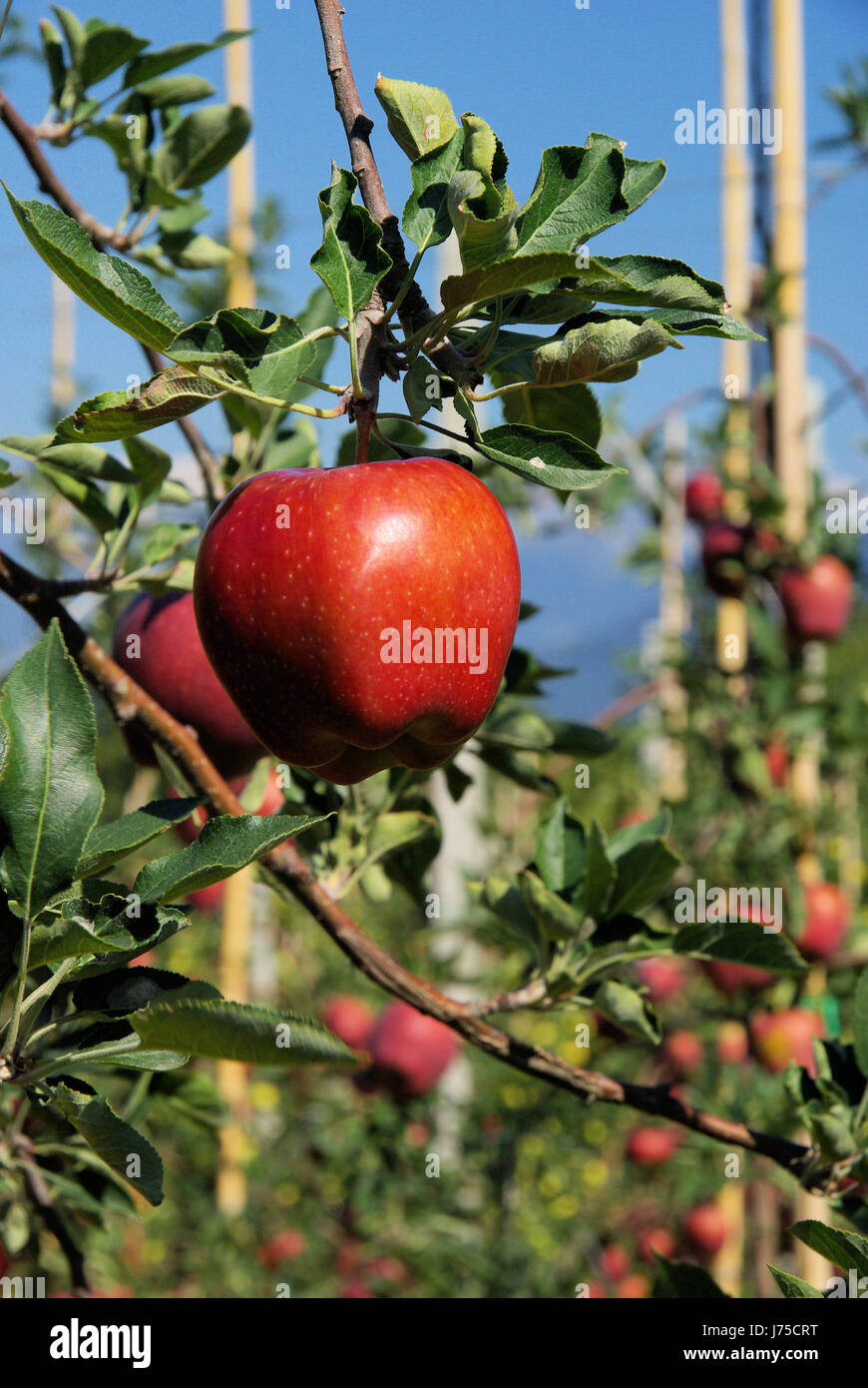 apple on the tree - apple on tree 51 Stock Photo - Alamy