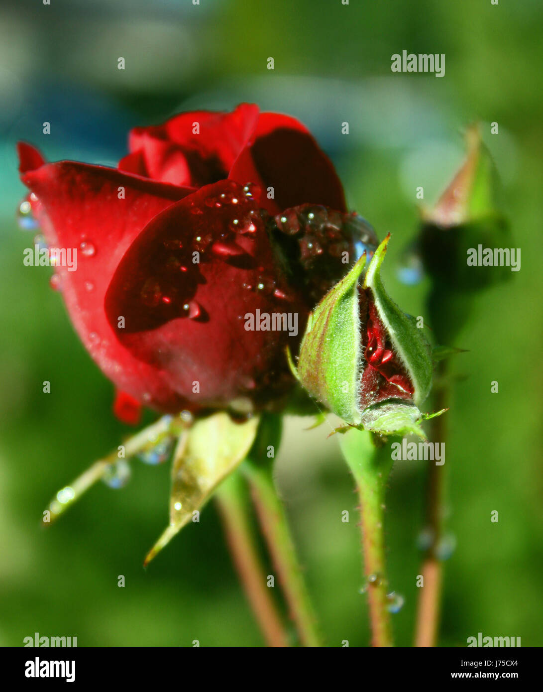 flower plant rose raindrop page sheet red fresh rain raining flower ...