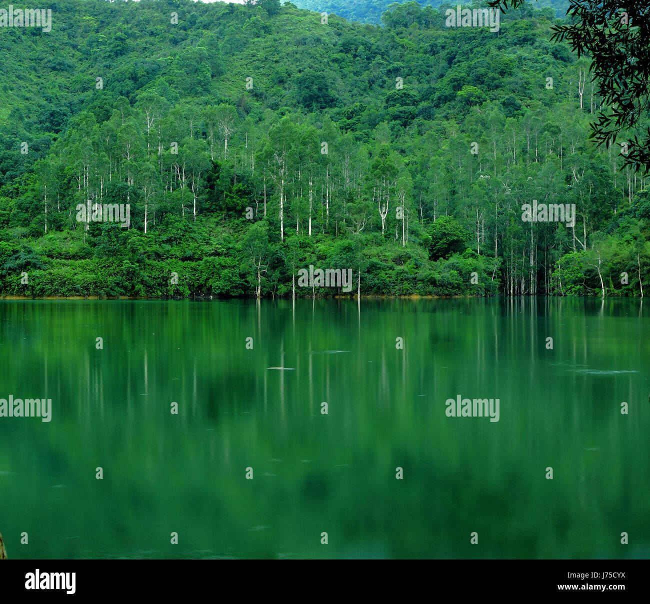 tree fresh water lake inland water water forest beautiful beauteously ...
