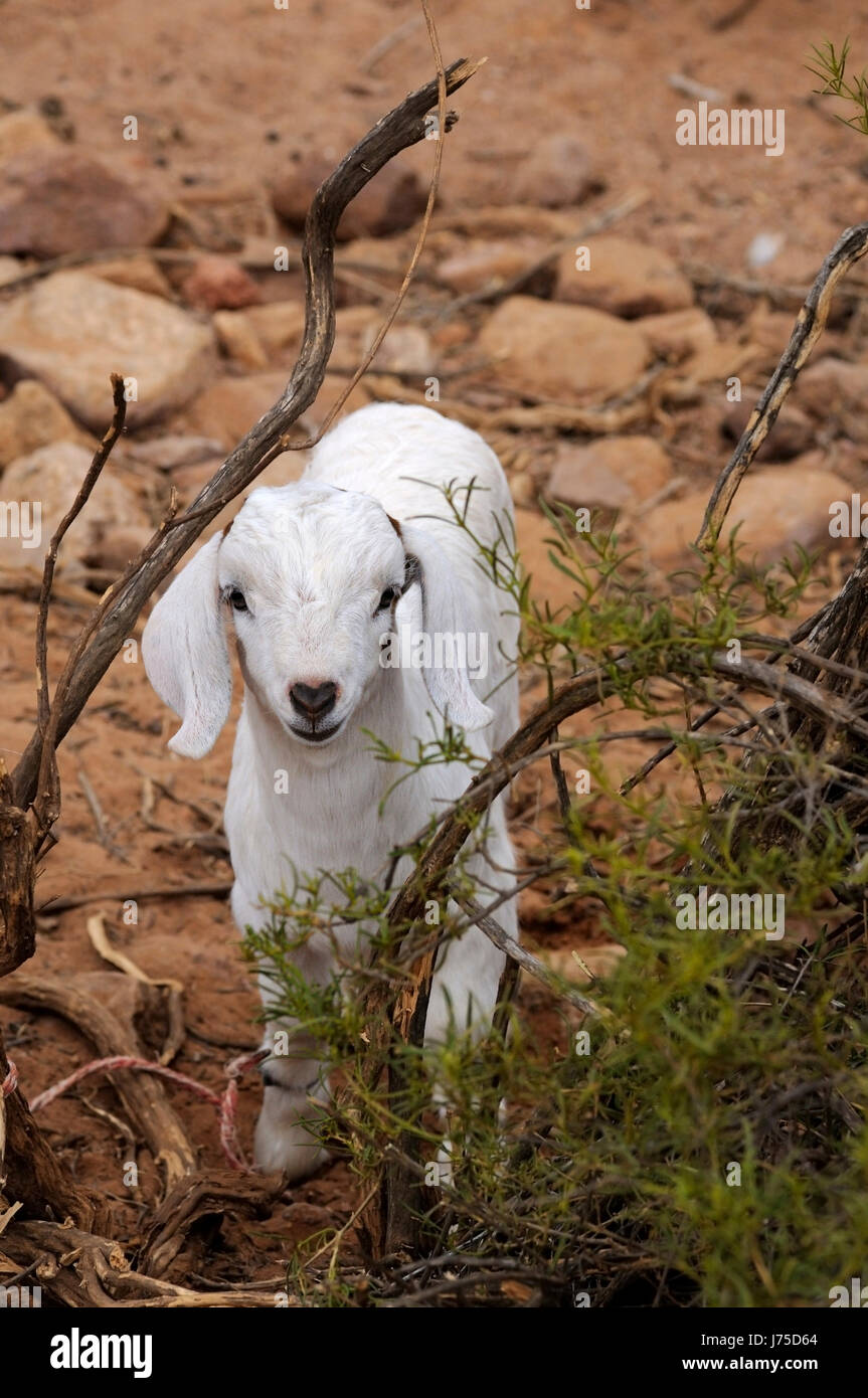 Junior Lamb High Resolution Stock Photography and Images - Alamy