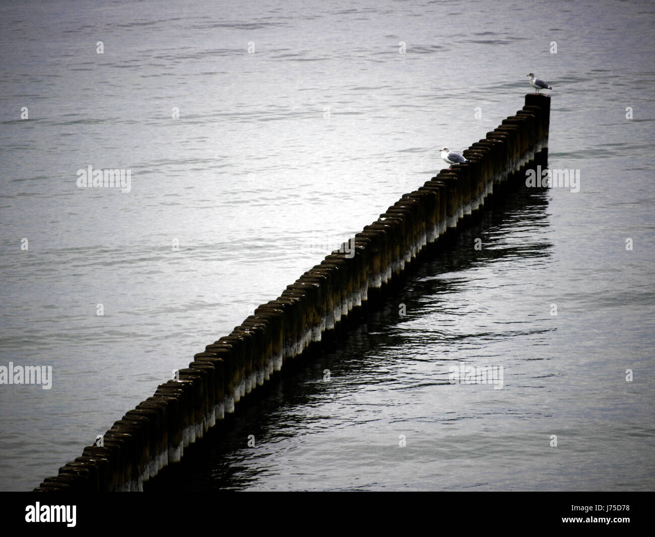wood water baltic sea salt water sea ocean breakwater embankment dam ...