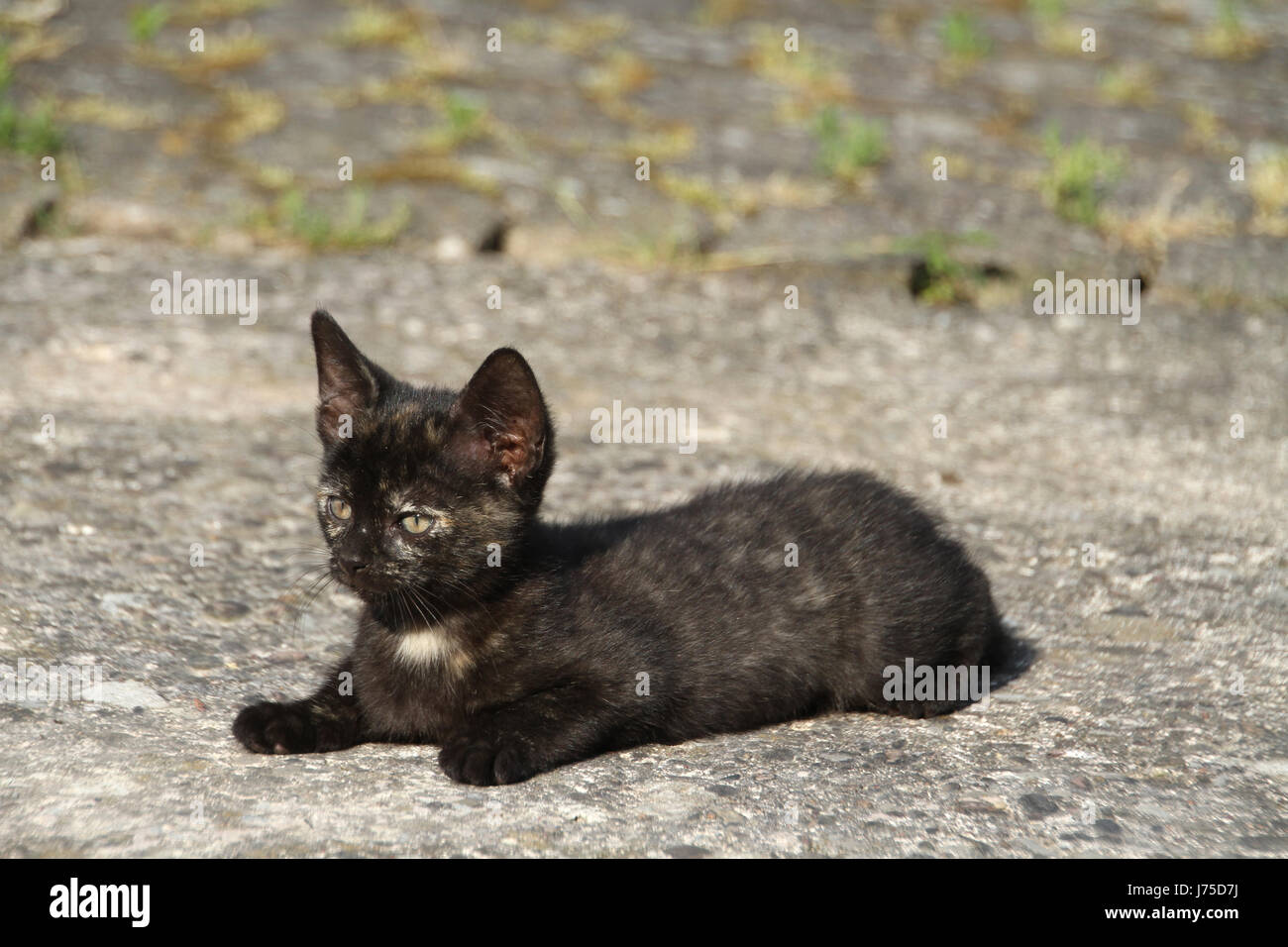 puppy tortoise shell cat baby kitten animal child pussycat cat domestic ...