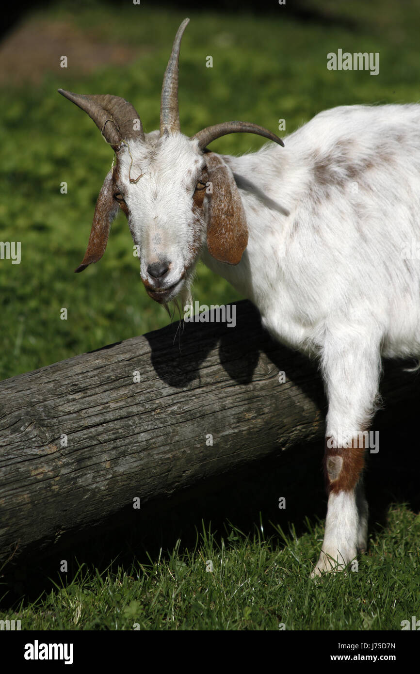 four horn goat Stock Photo - Alamy
