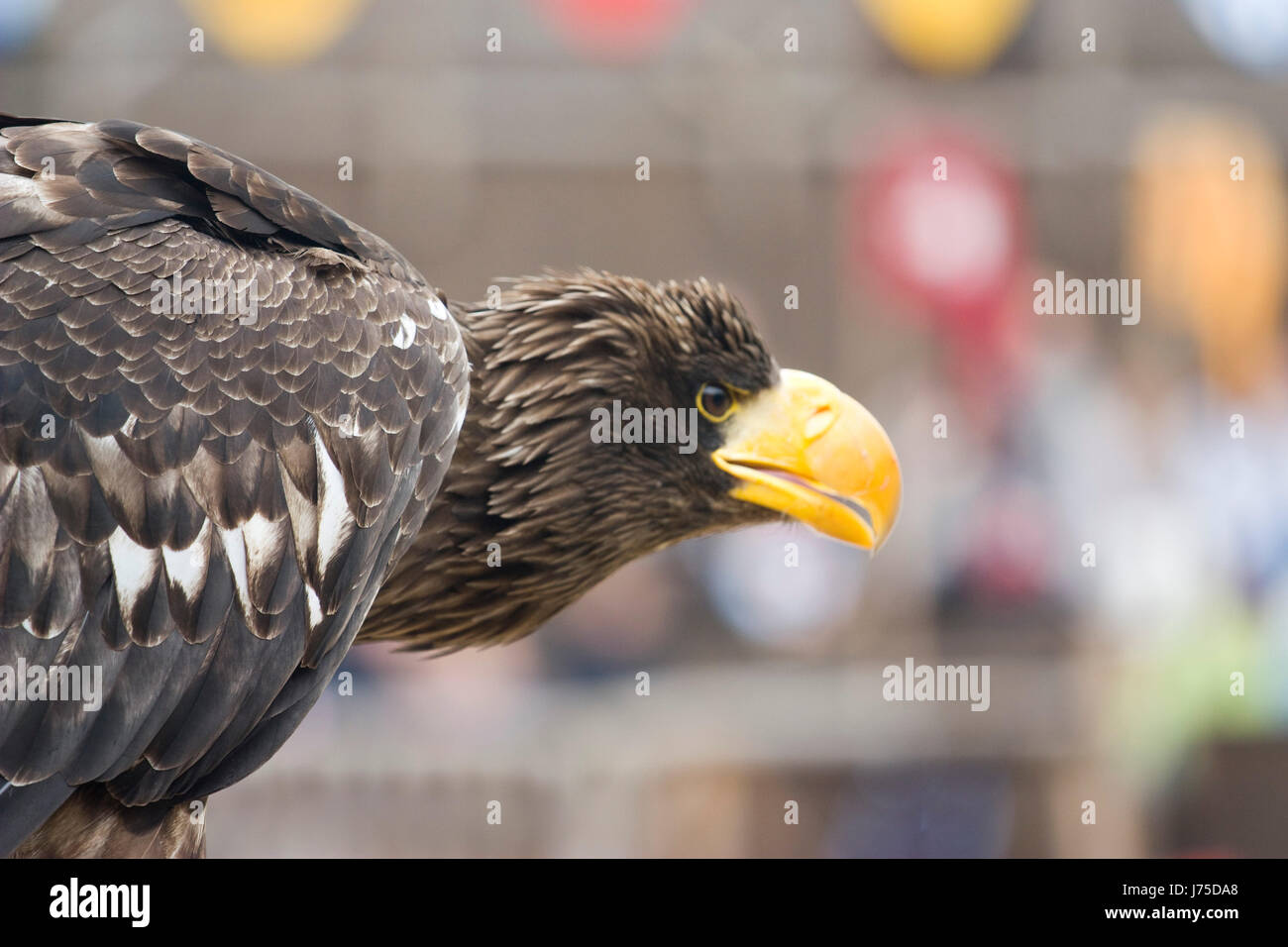 beak eagle aggressive agressive isolated bird wild hunter raptor birds ...