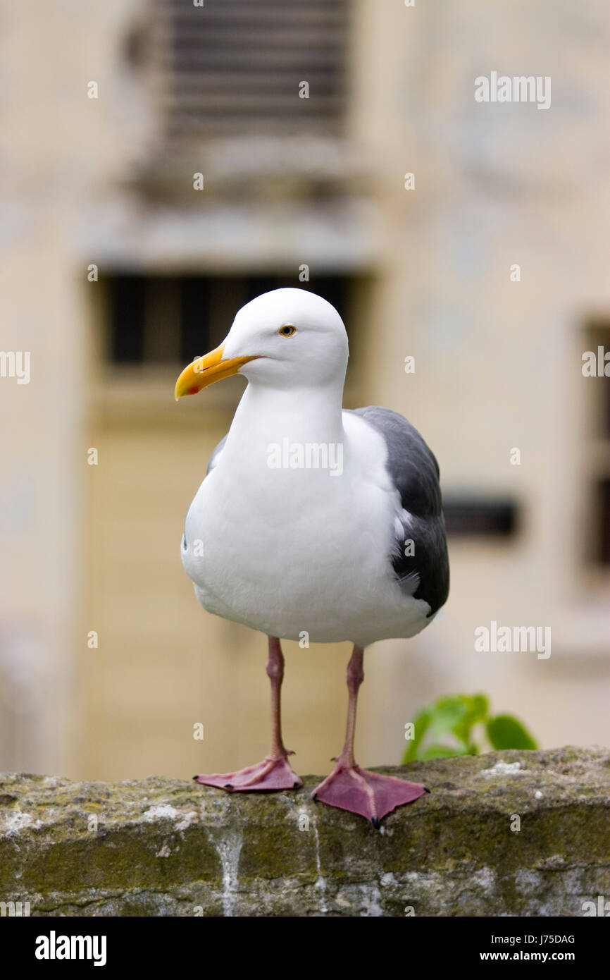 pelican prison animal bird bridge california america brig jail cell bay ...