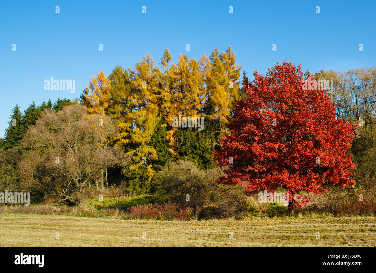colour tree trees meadow fall autumn blue environment enviroment tree ...