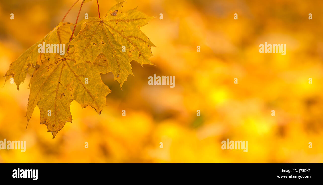 leaves shallow focus backdrop background foliage fall autumn leaf ...
